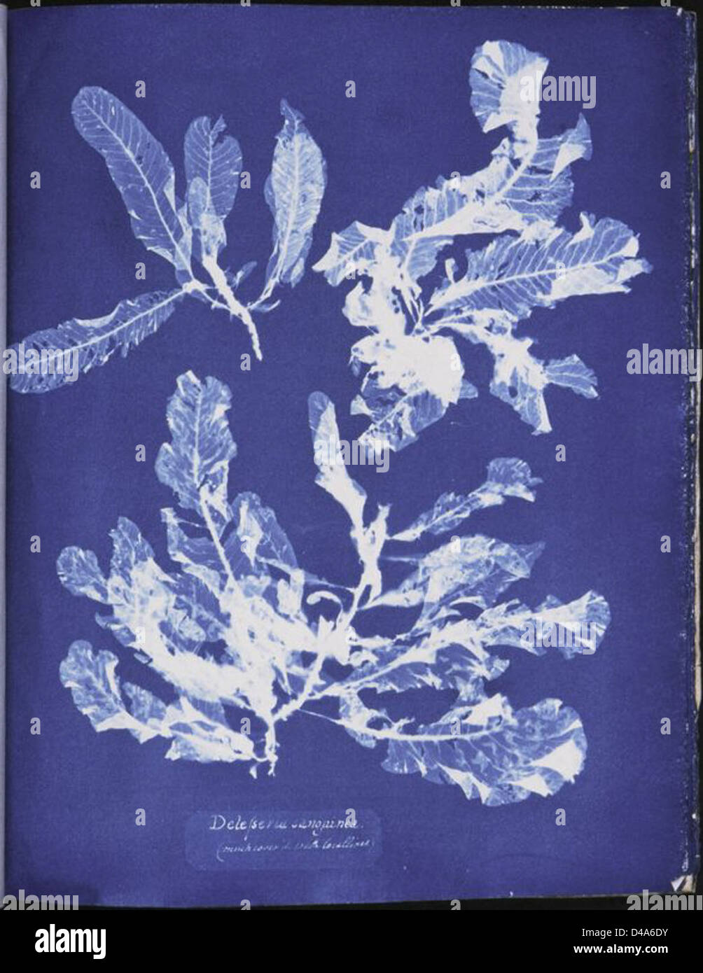 Vintage cyanotypes hi-res stock photography and images - Alamy