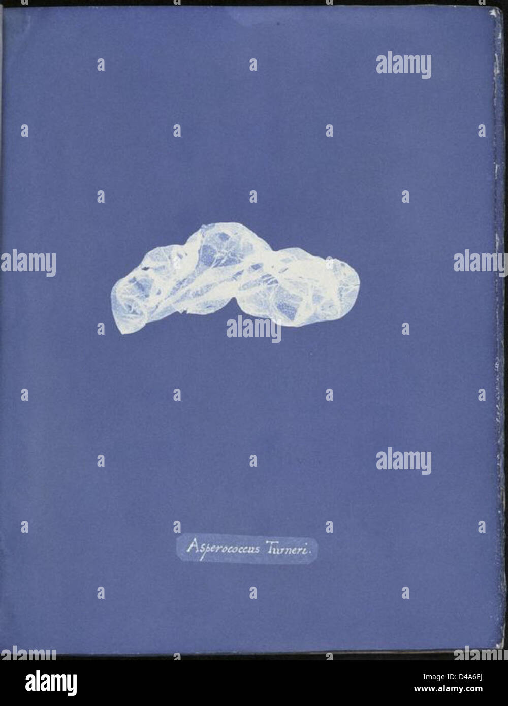 Turneri hi-res stock photography and images - Alamy