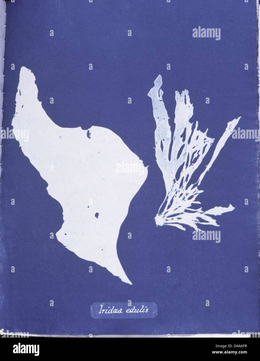 This cyanotype photograph depicts *Iridaea edulis*, a species of algae ...