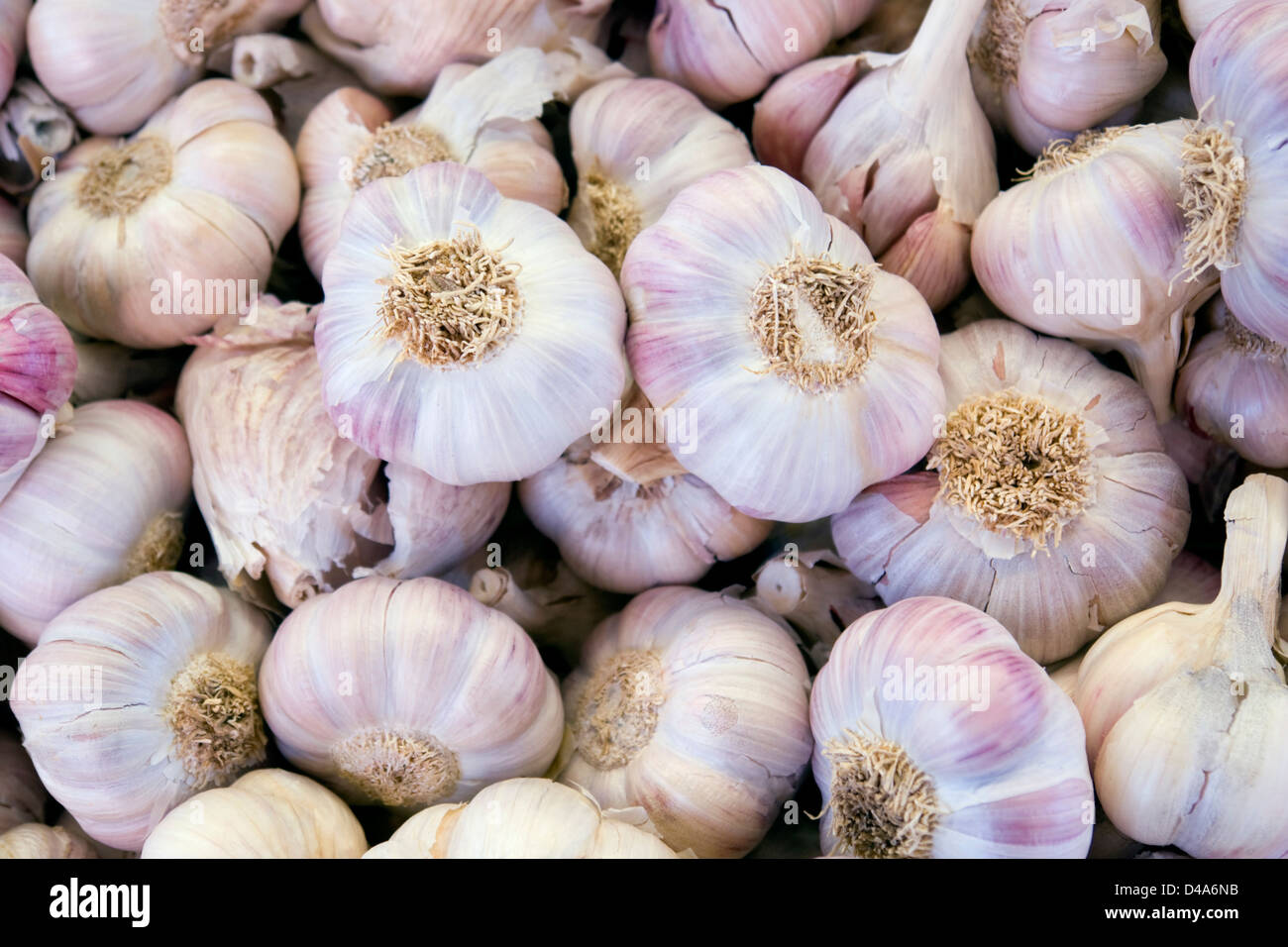 full frame background with lots of fresh garlic bulbs Stock Photo - Alamy