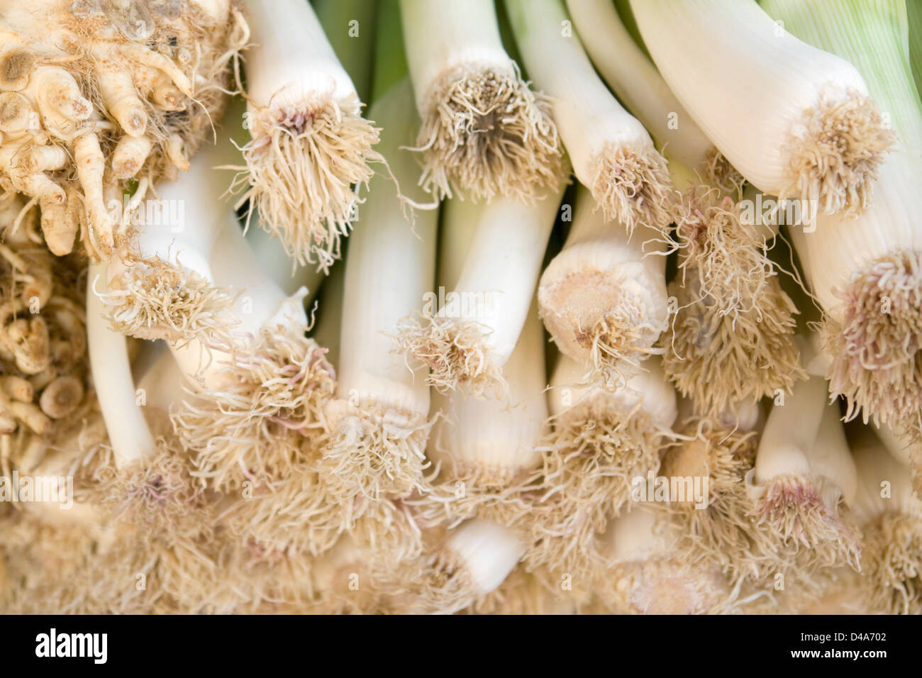 full frame background showing the detail of mostly leek and little ...