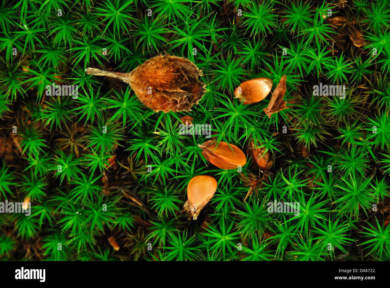 Beech mast hi-res stock photography and images - Alamy