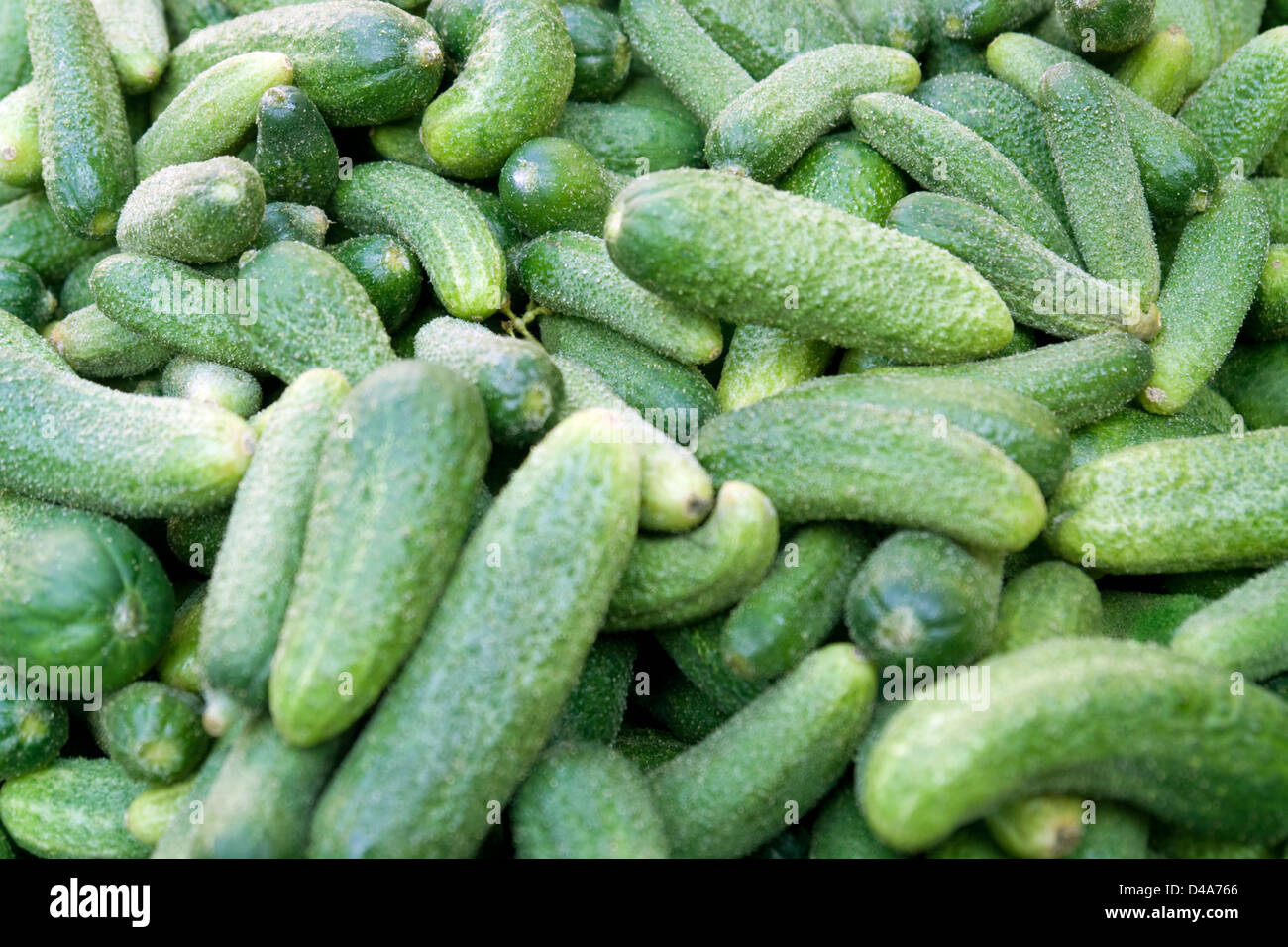 full frame background with lots of small green gherkins Stock Photo - Alamy