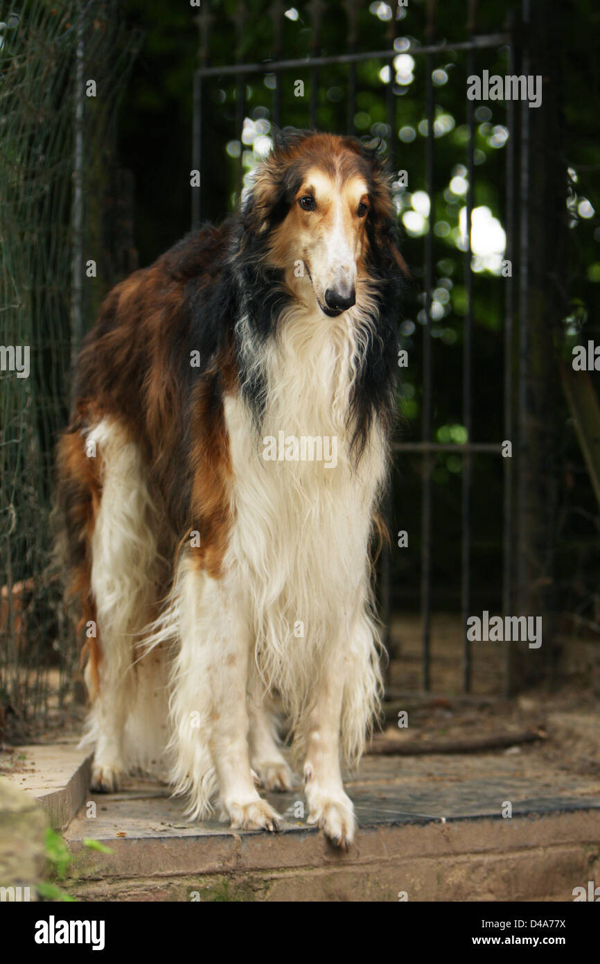 Dog barzoi / Borzoi / Russian wolfhound / Barsoi adult standing Stock ...