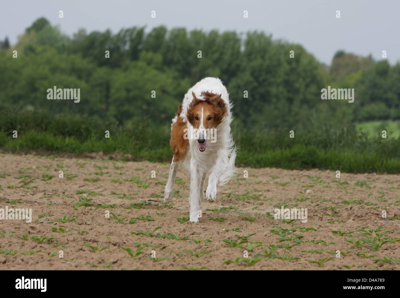 Dog barzoi / Borzoi / Russian wolfhound / Barsoi / adult running in a ...