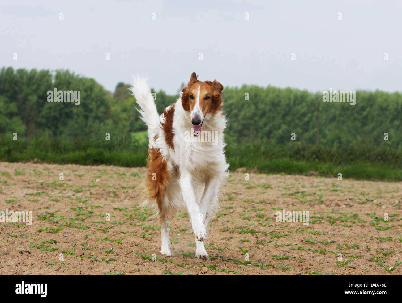 Dog barzoi / Borzoi / Russian wolfhound / Barsoi / adult running in a ...