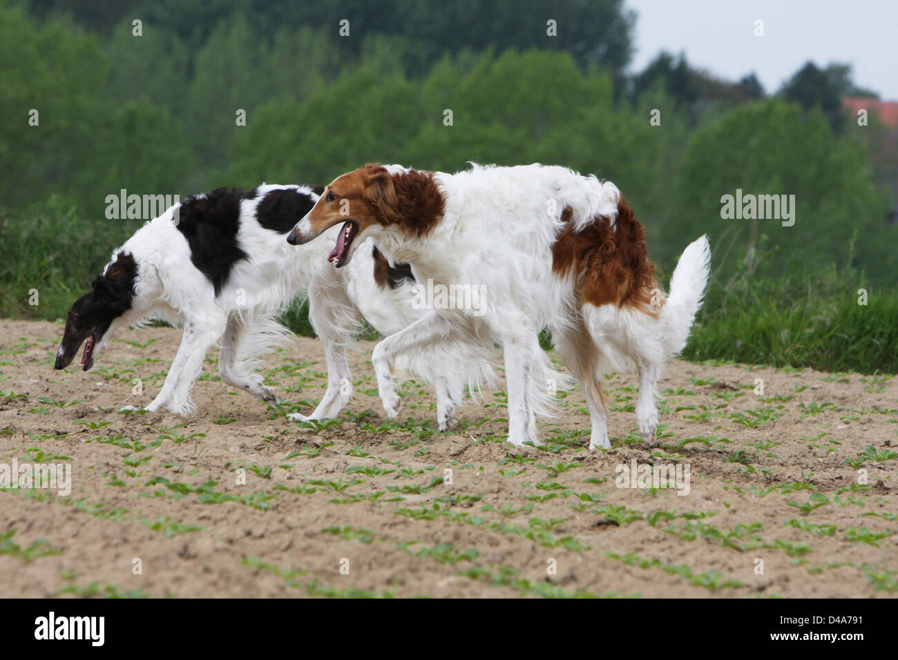 Dog barzoi / Borzoi / Russian wolfhound / Barsoi // two adults walking ...