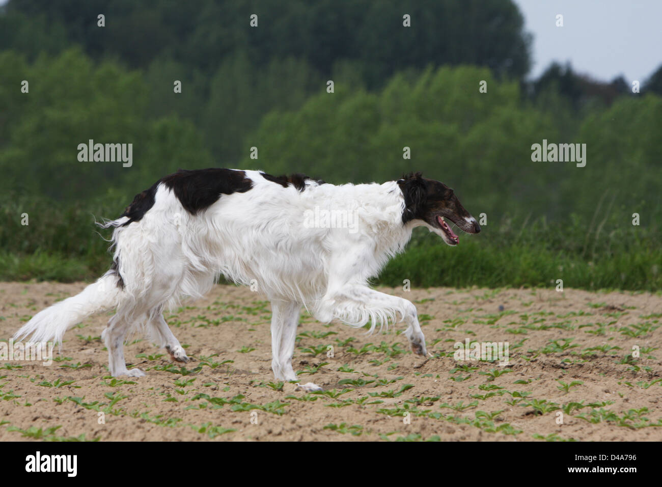 Dog barzoi / Borzoi / Russian wolfhound / Barsoi / adult walking in a ...