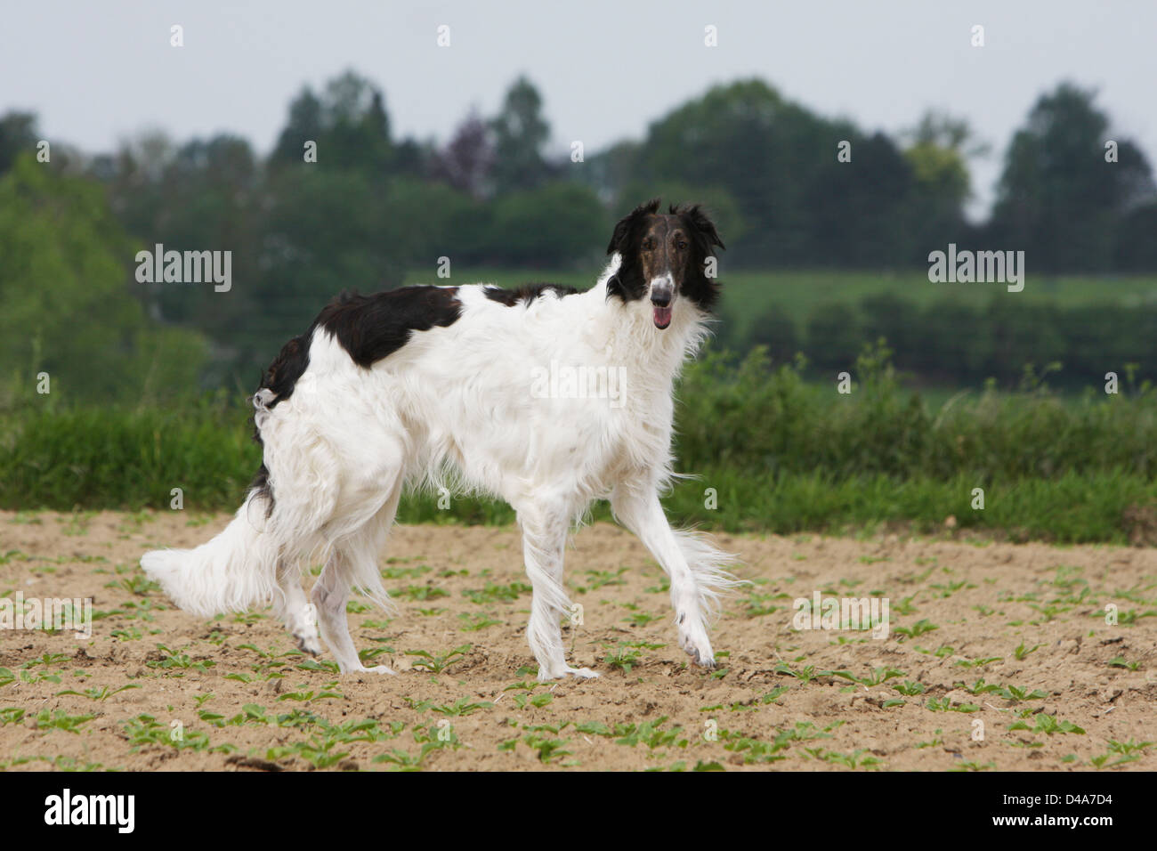 Dog barzoi / Borzoi / Russian wolfhound / Barsoi adult standing in a ...
