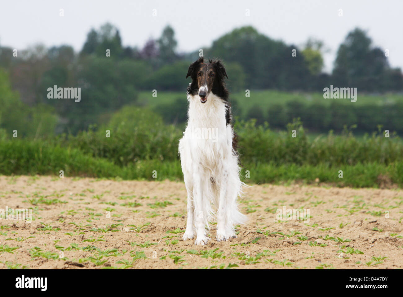Dog barzoi / Borzoi / Russian wolfhound / Barsoi adult standing in a ...