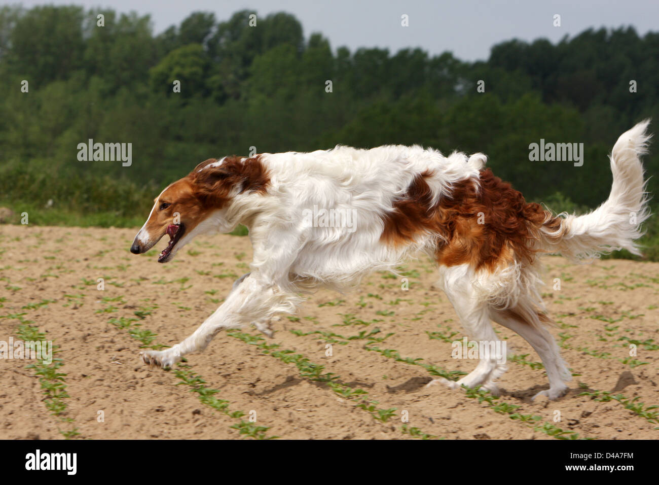 Running borzoi hi-res stock photography and images - Alamy