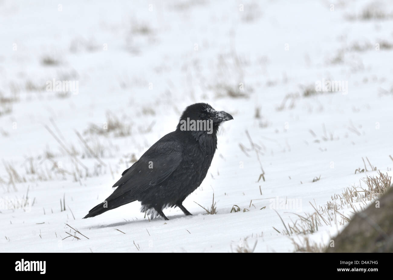 Raven (Corvus corax) on a snowy field Stock Photo - Alamy
