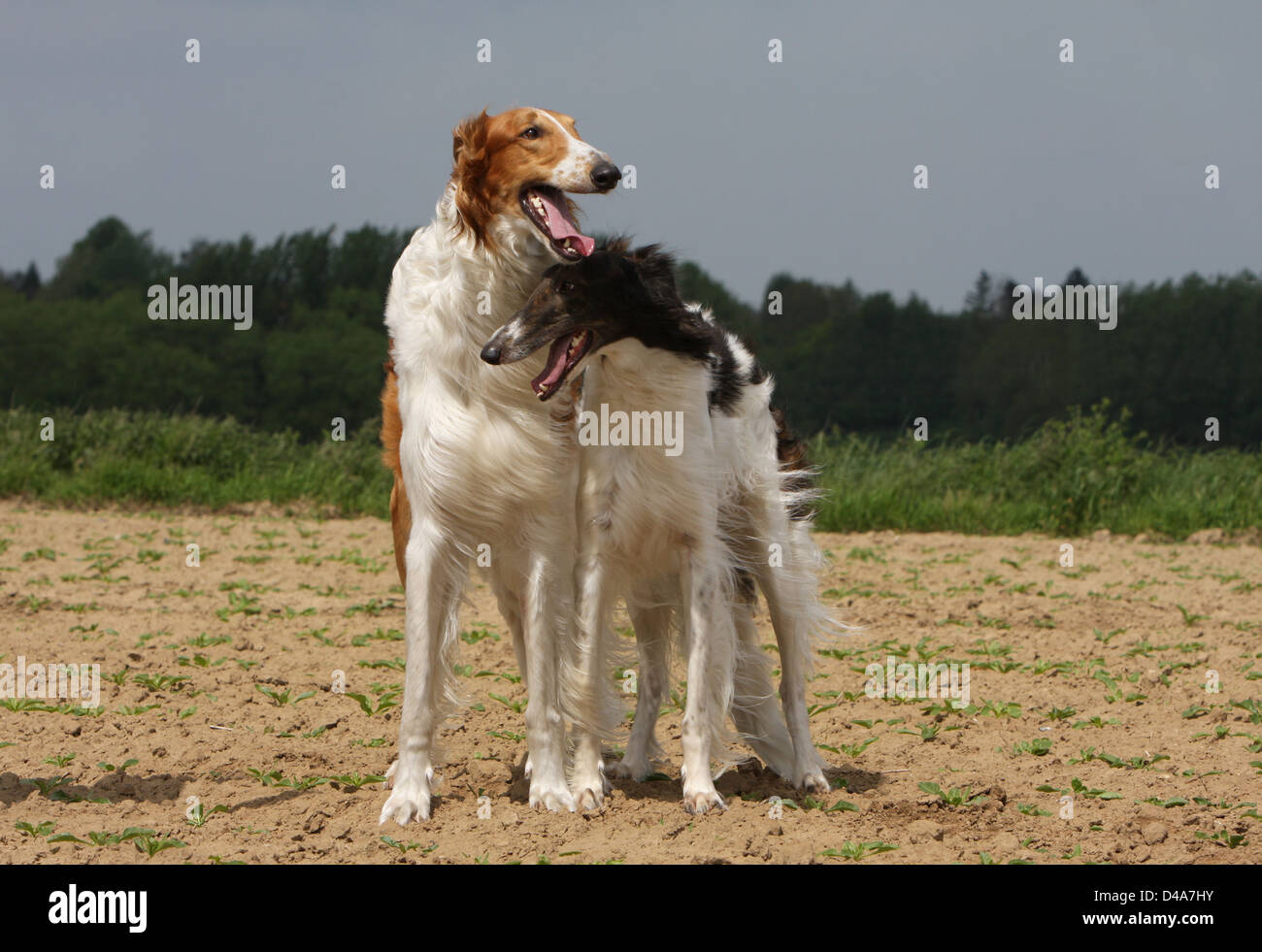 Dog barzoi / Borzoi / Russian wolfhound / Barsoi / two adults standing ...
