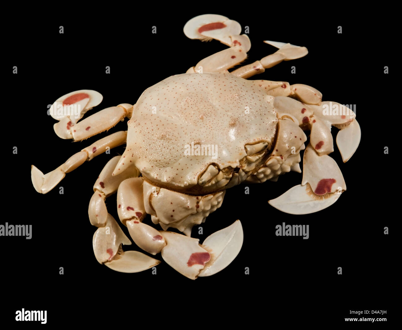Moon crab hi-res stock photography and images - Alamy