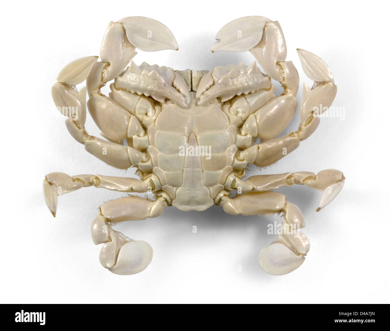 Crab on its back Cut Out Stock Images & Pictures - Alamy