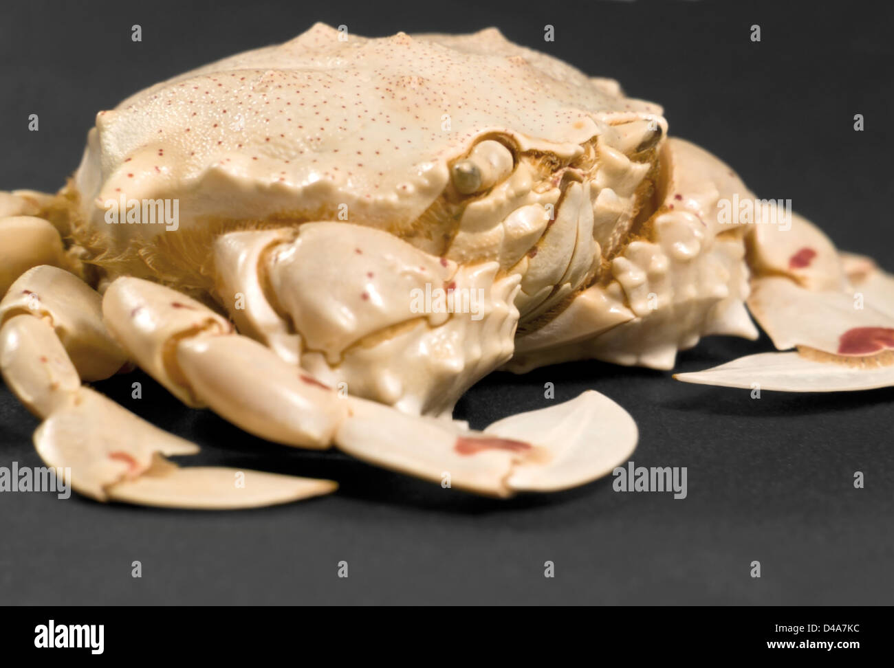 detail of a moon crab in dark background Stock Photo - Alamy