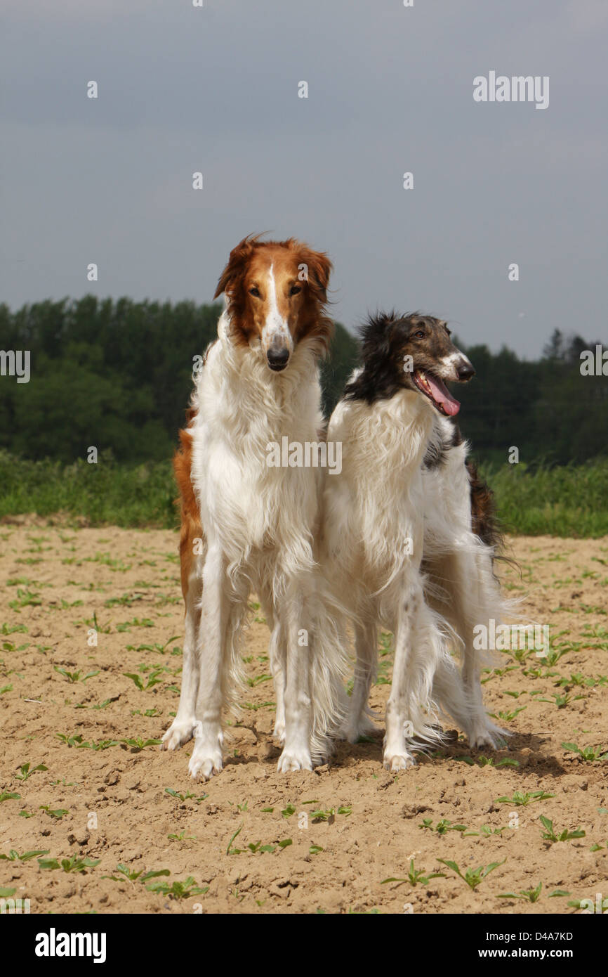 Dog barzoi / Borzoi / Russian wolfhound / Barsoi / two adults standing ...