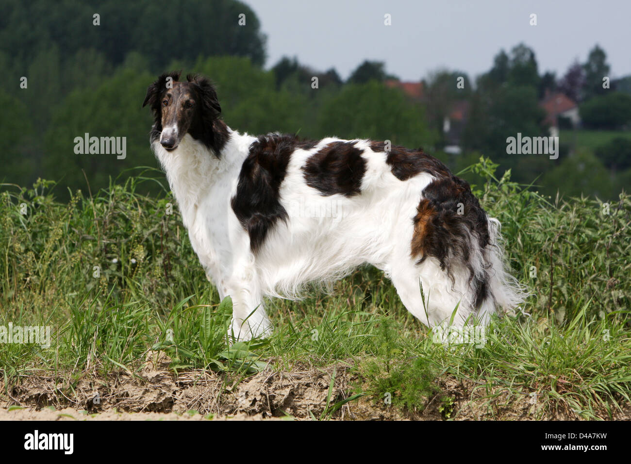 Dog barzoi / Borzoi / Russian wolfhound / Barsoi adult standing in a ...