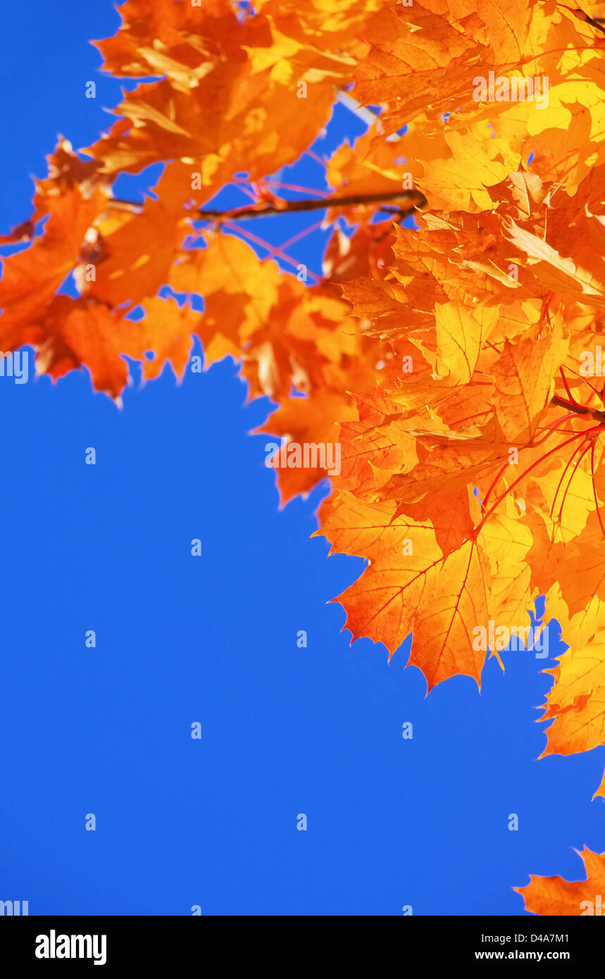 Ahornblatt - maple leaf 20 Stock Photo - Alamy