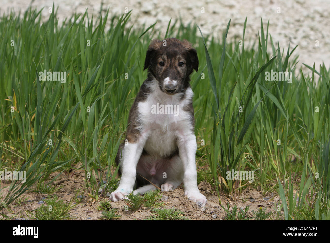Dog barzoi / Borzoi / Russian wolfhound / Barsoi puppy sitting in a ...