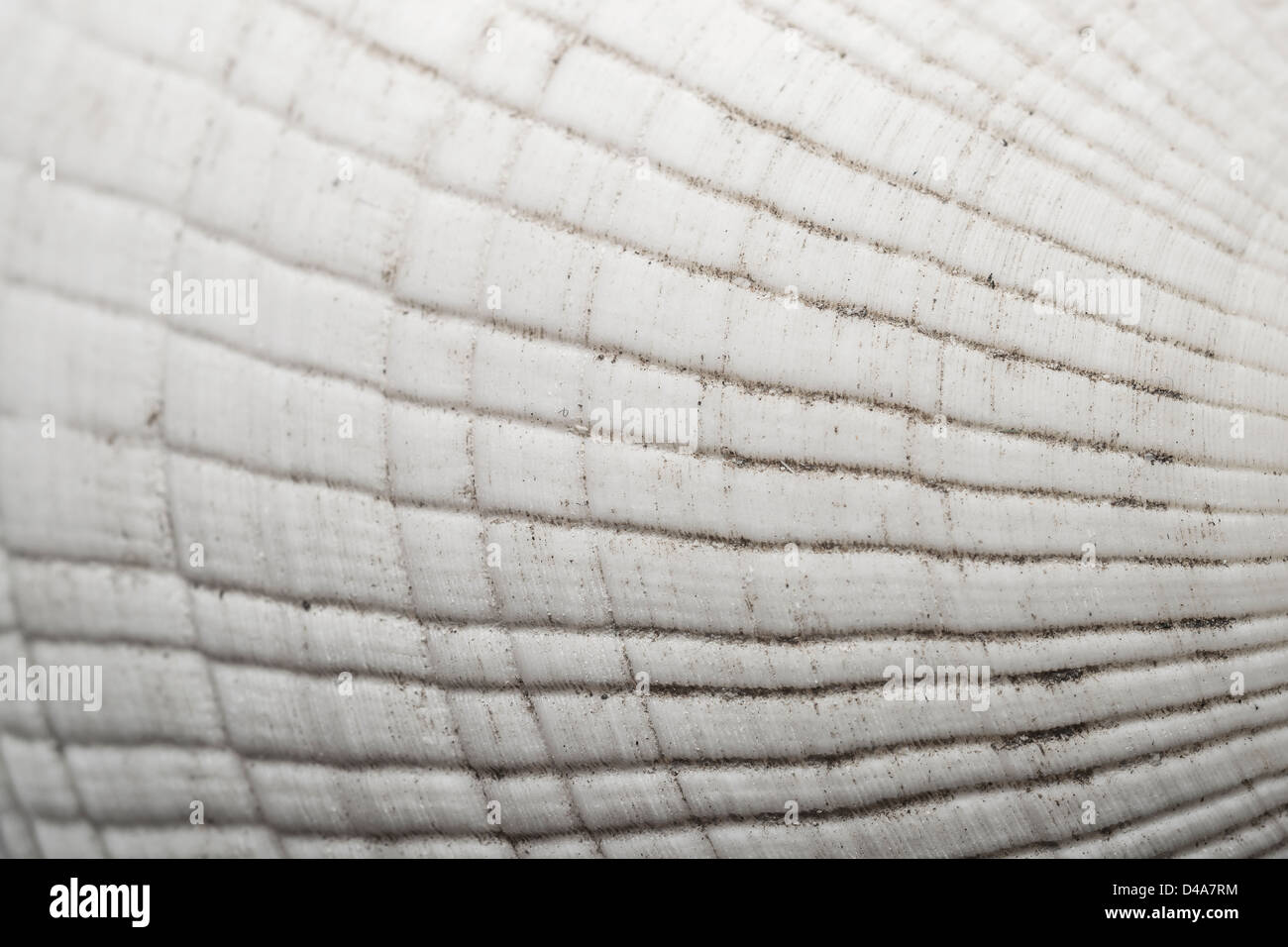 Scallop sea shell hi-res stock photography and images - Alamy