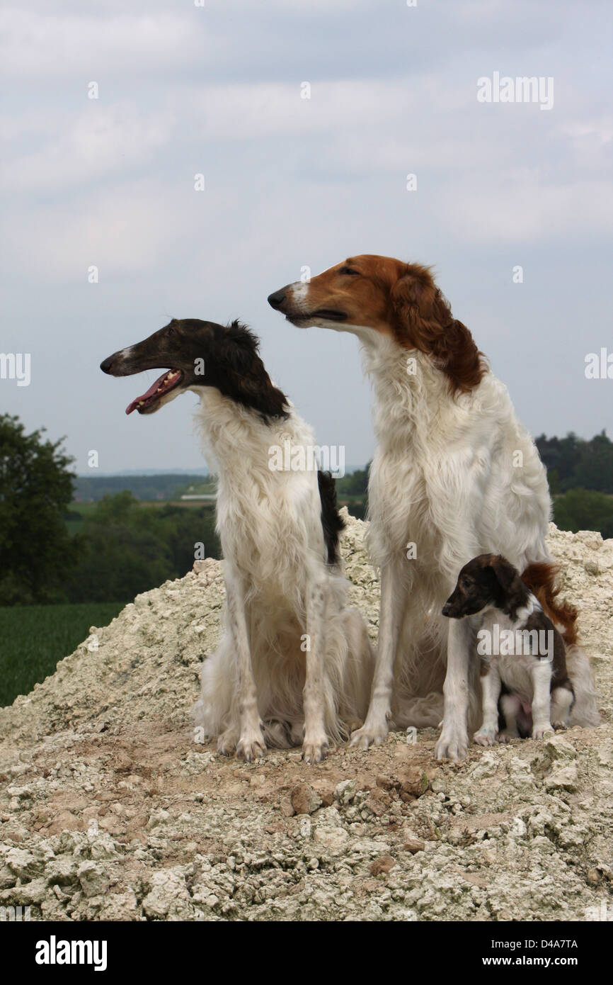 Russian Wolfhound Puppies