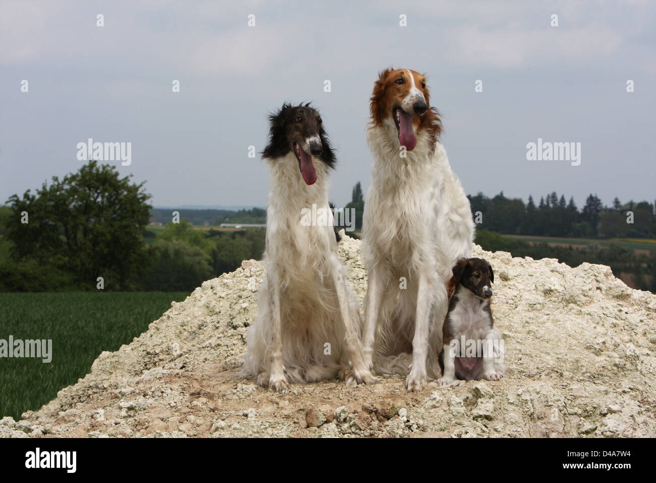 Dog barzoi / Borzoi / Russian wolfhound / Barsoi two adults and puppy ...