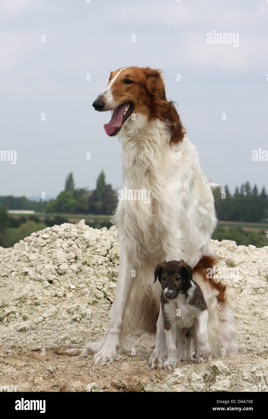 Dog barzoi / Borzoi / Russian wolfhound / Barsoi adult and puppy ...