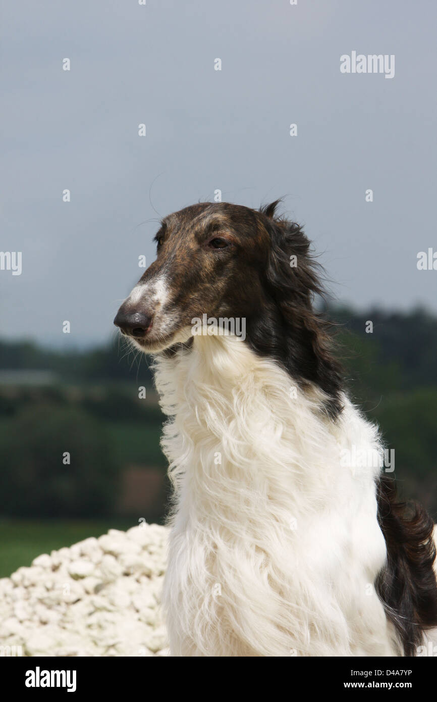 Dog barzoi / Borzoi / Russian wolfhound / Barsoi adult portrait Stock ...