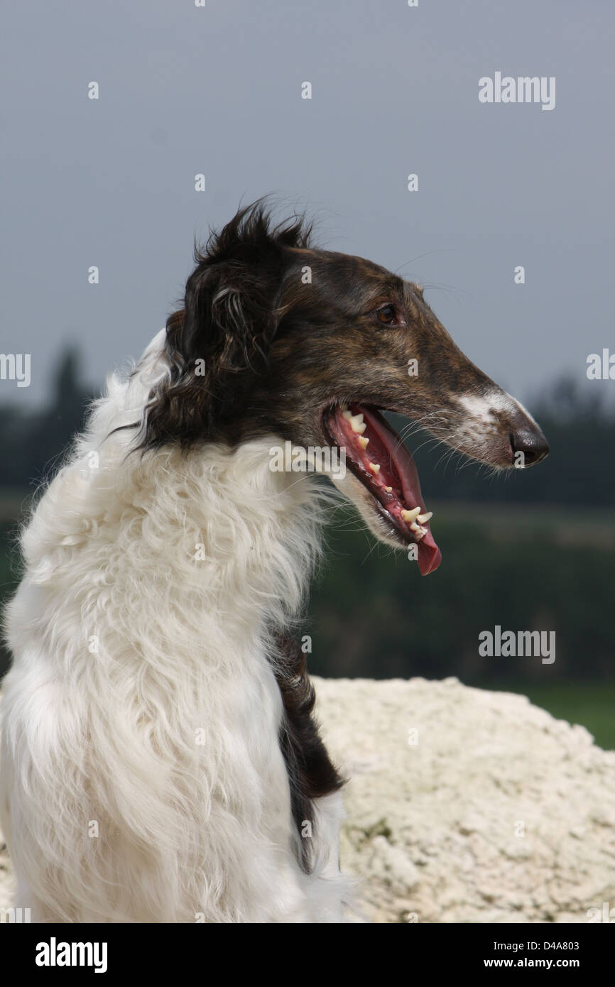 Dog barzoi / Borzoi / Russian wolfhound / Barsoi adult portrait Stock ...