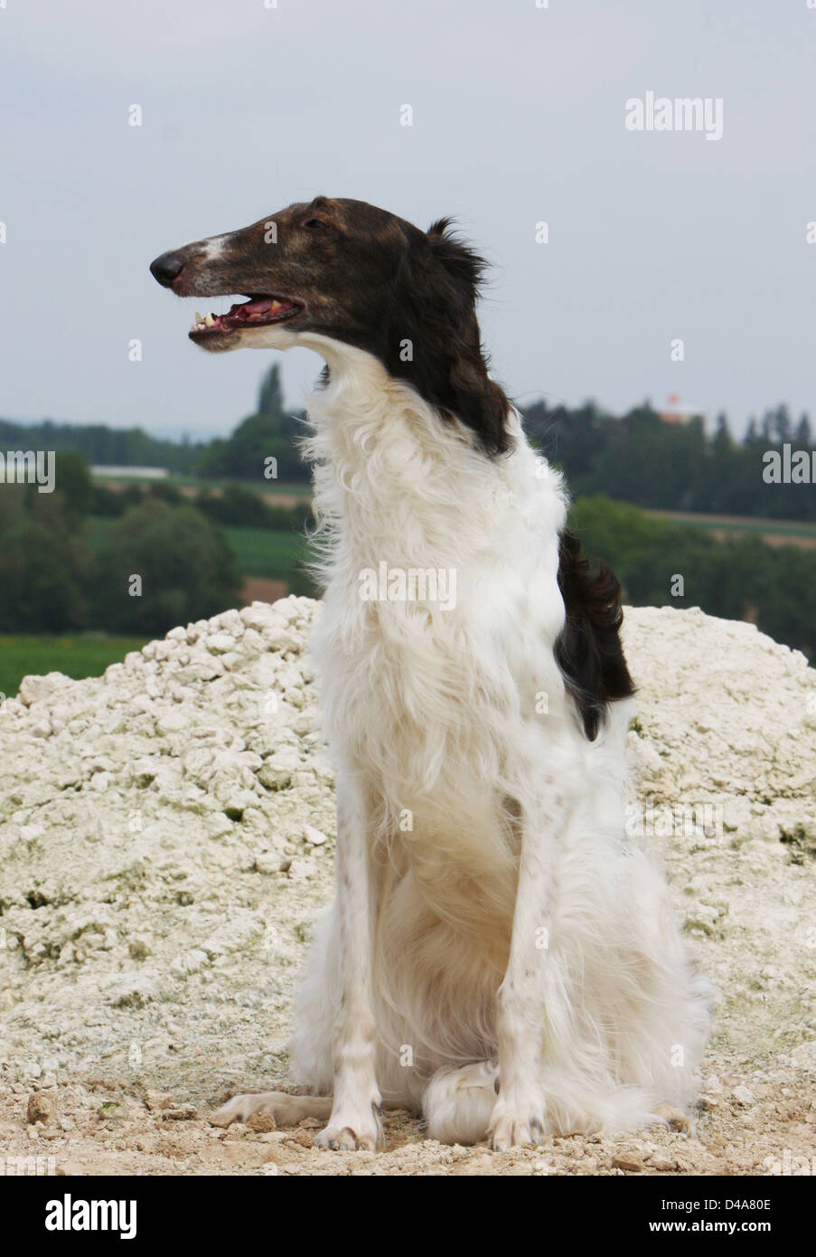 Dog barzoi / Borzoi / Russian wolfhound / Barsoi / adult sitting on ...