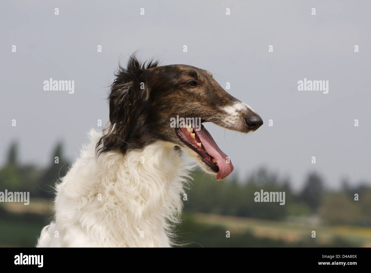 Dog barzoi / Borzoi / Russian wolfhound / Barsoi adult portrait Stock ...