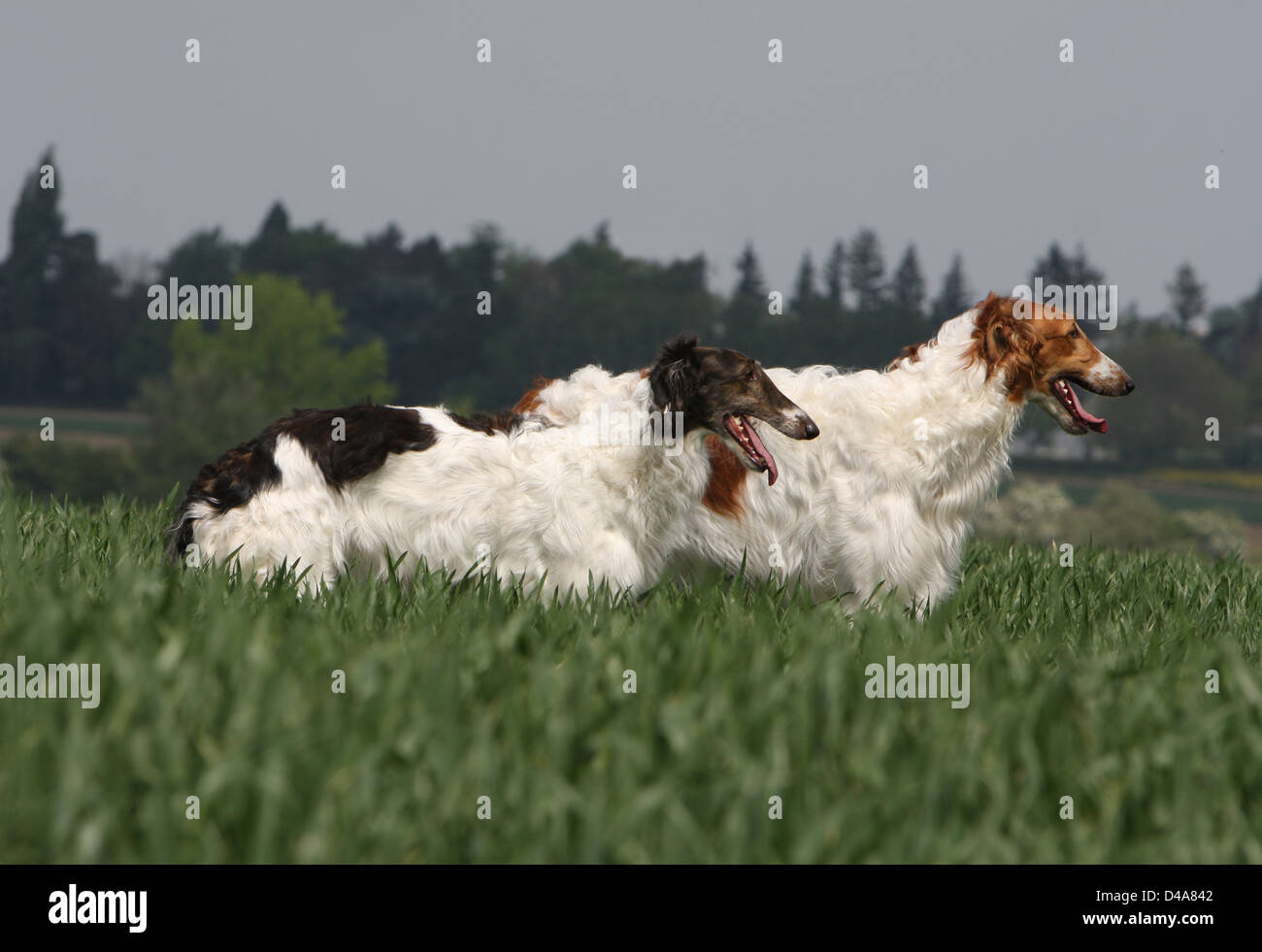 Dog barzoi / Borzoi / Russian wolfhound / Barsoi // two adults standing ...