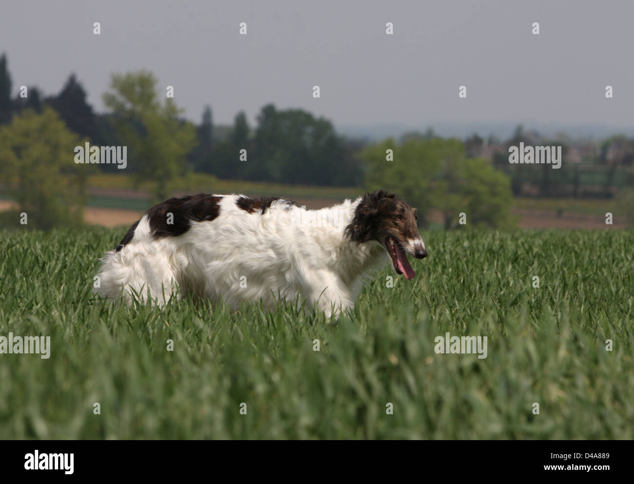 Dog barzoi / Borzoi / Russian wolfhound / Barsoi / adult walking in a ...