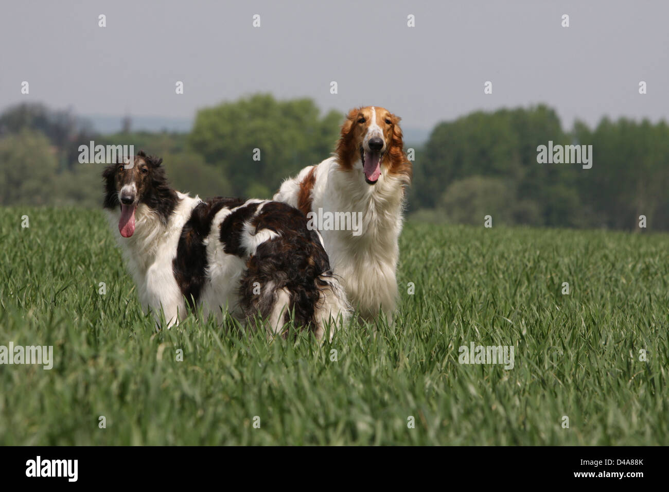 Dog barzoi / Borzoi / Russian wolfhound / Barsoi / two adults standing ...