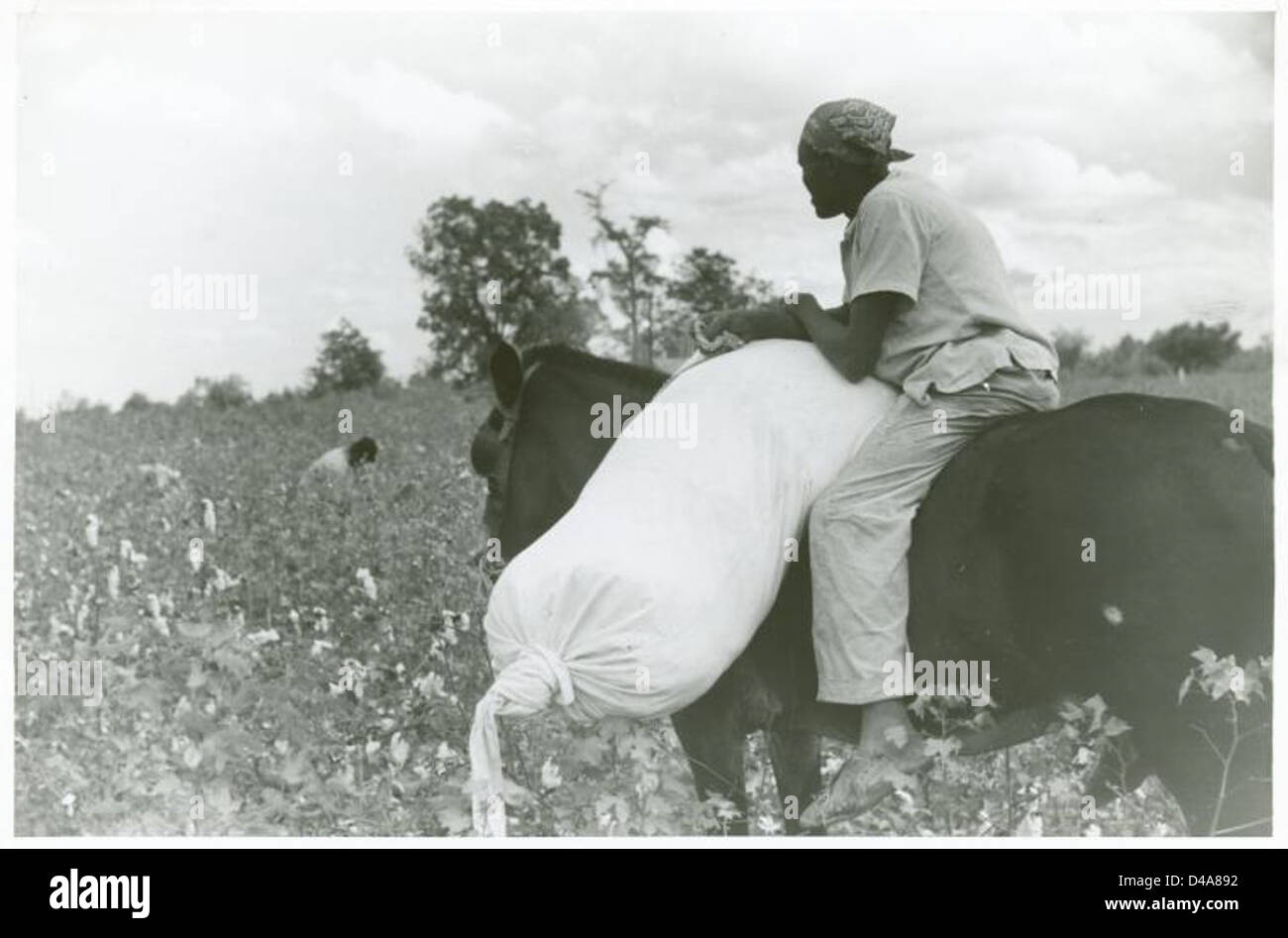 African american laborers 1930s hi-res stock photography and images - Alamy