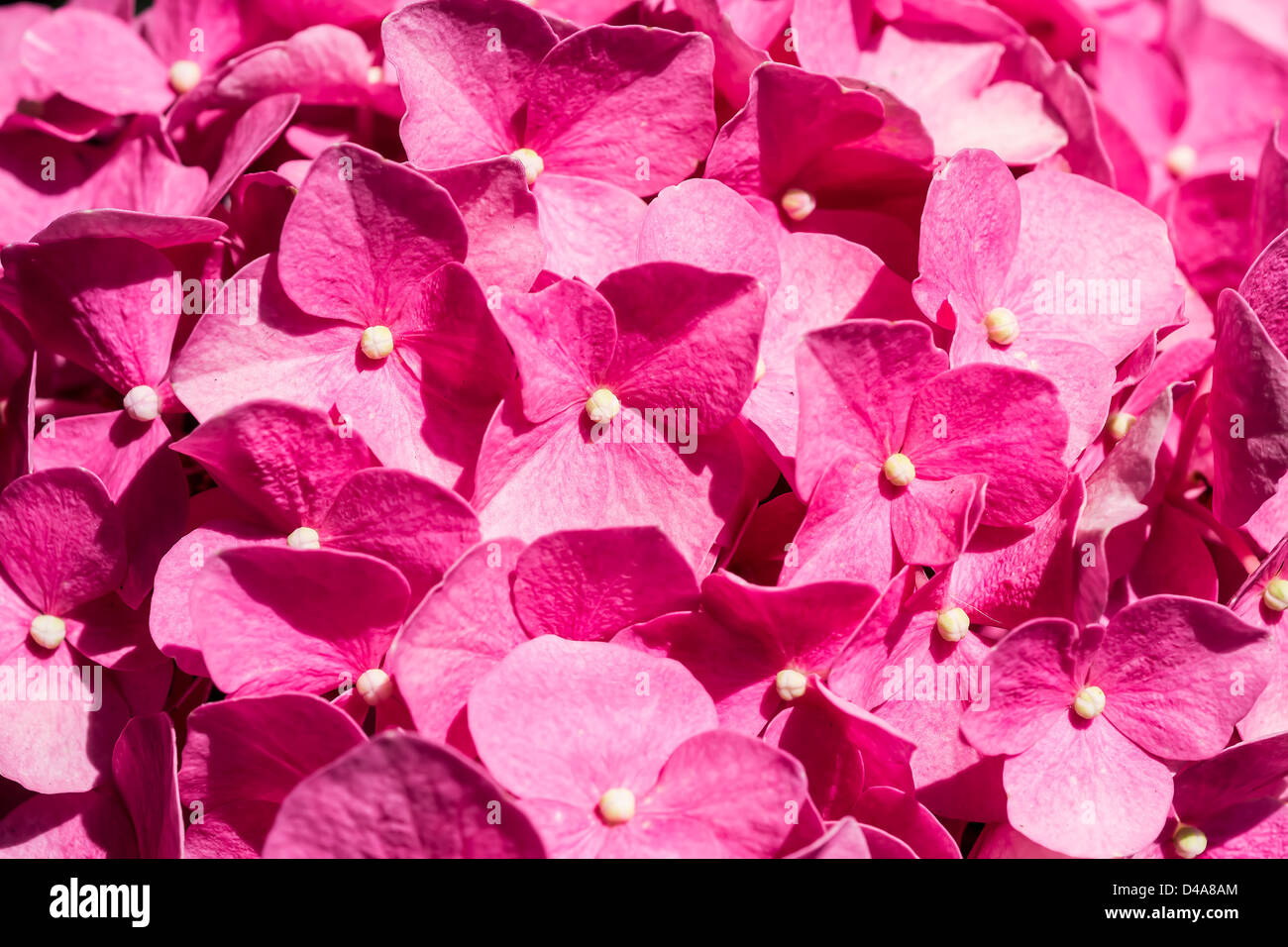 Flowering bouquet hydrangea hi-res stock photography and images - Alamy