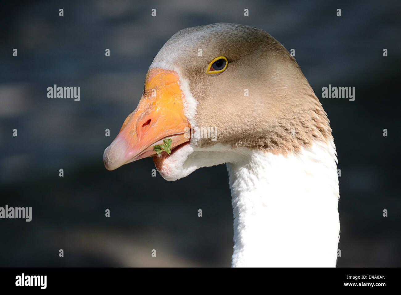 Lateral portrait with hi-res stock photography and images - Alamy