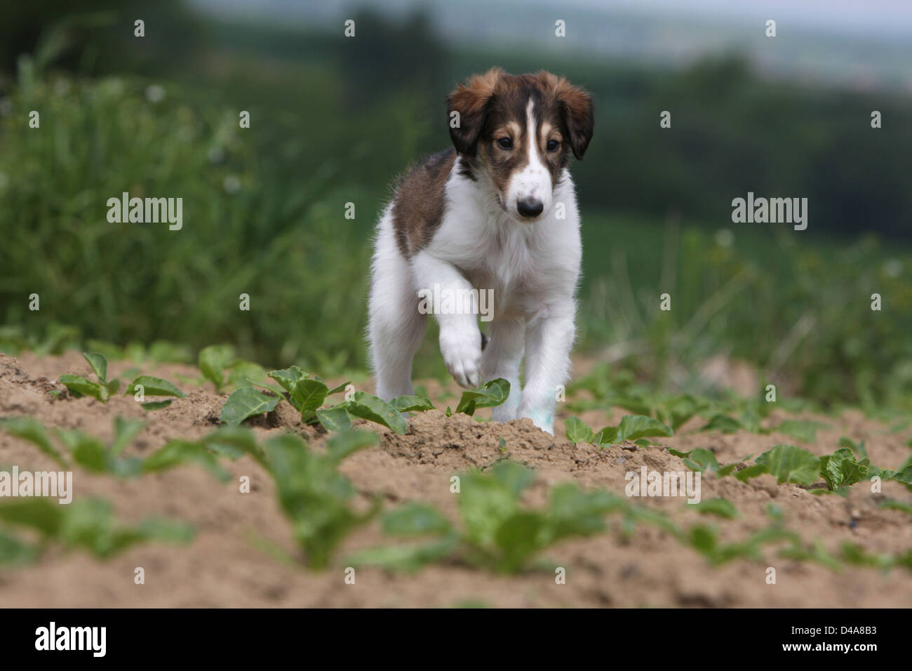 Dog barzoi / Borzoi / Russian wolfhound / Barsoi puppy standing in a ...