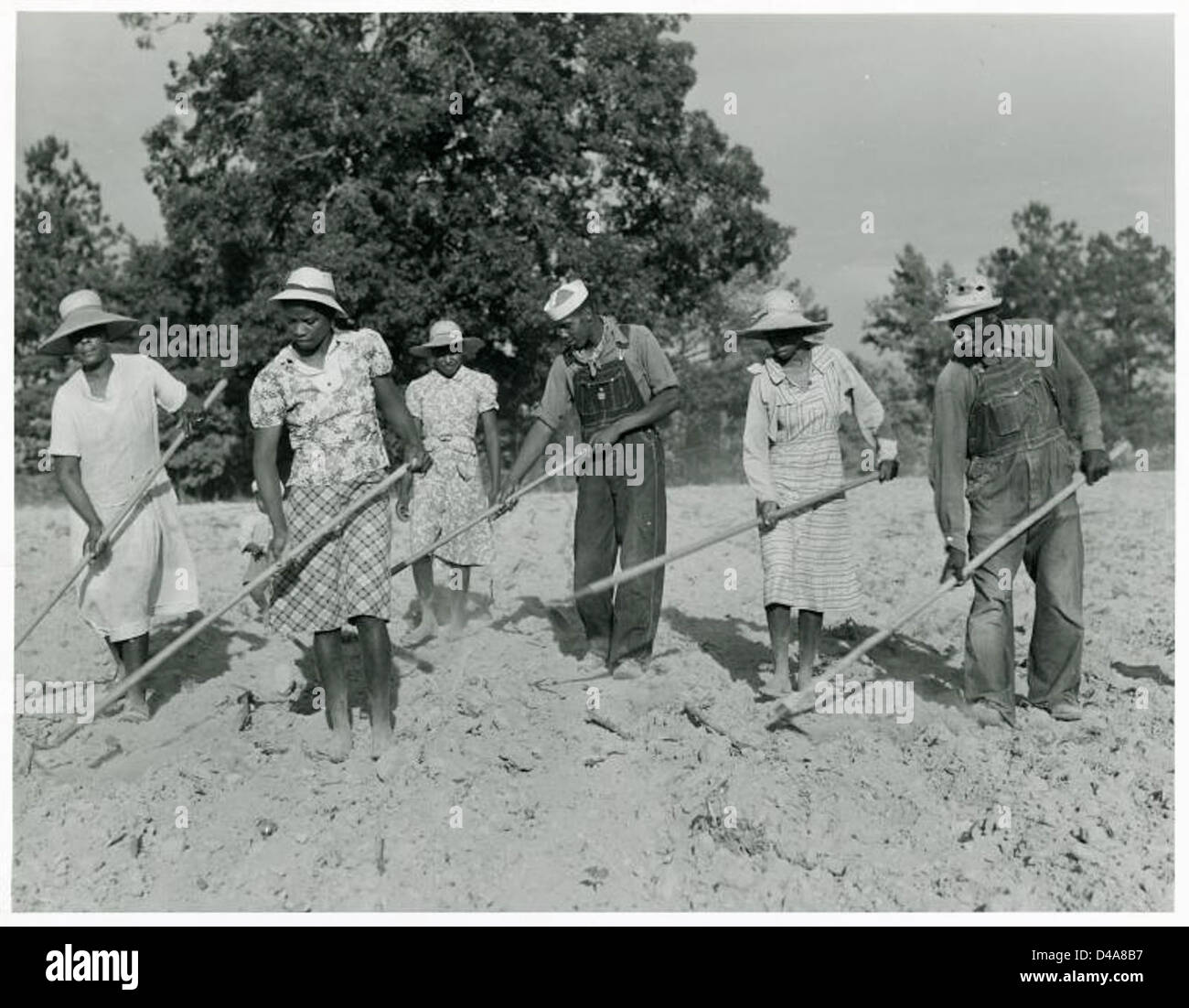The family of Mr. Leroy Dunn, chopping cotton in a rented fi Stock ...