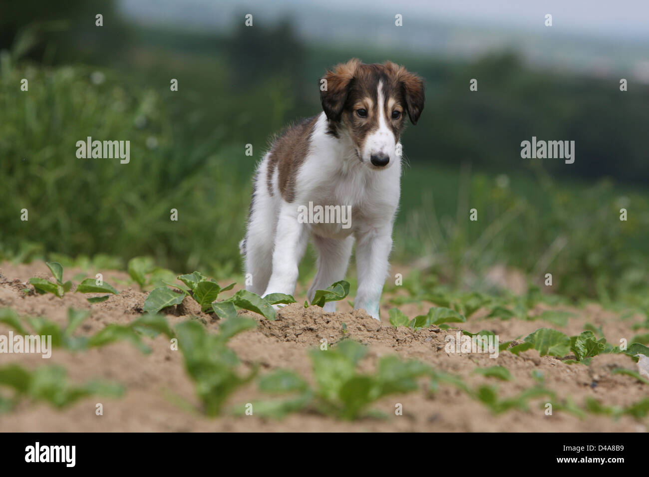 Dog barzoi / Borzoi / Russian wolfhound / Barsoi puppy standing in a ...