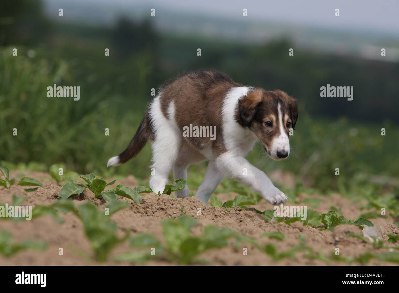 Dog barzoi / Borzoi / Russian wolfhound / Barsoi puppy running in a ...