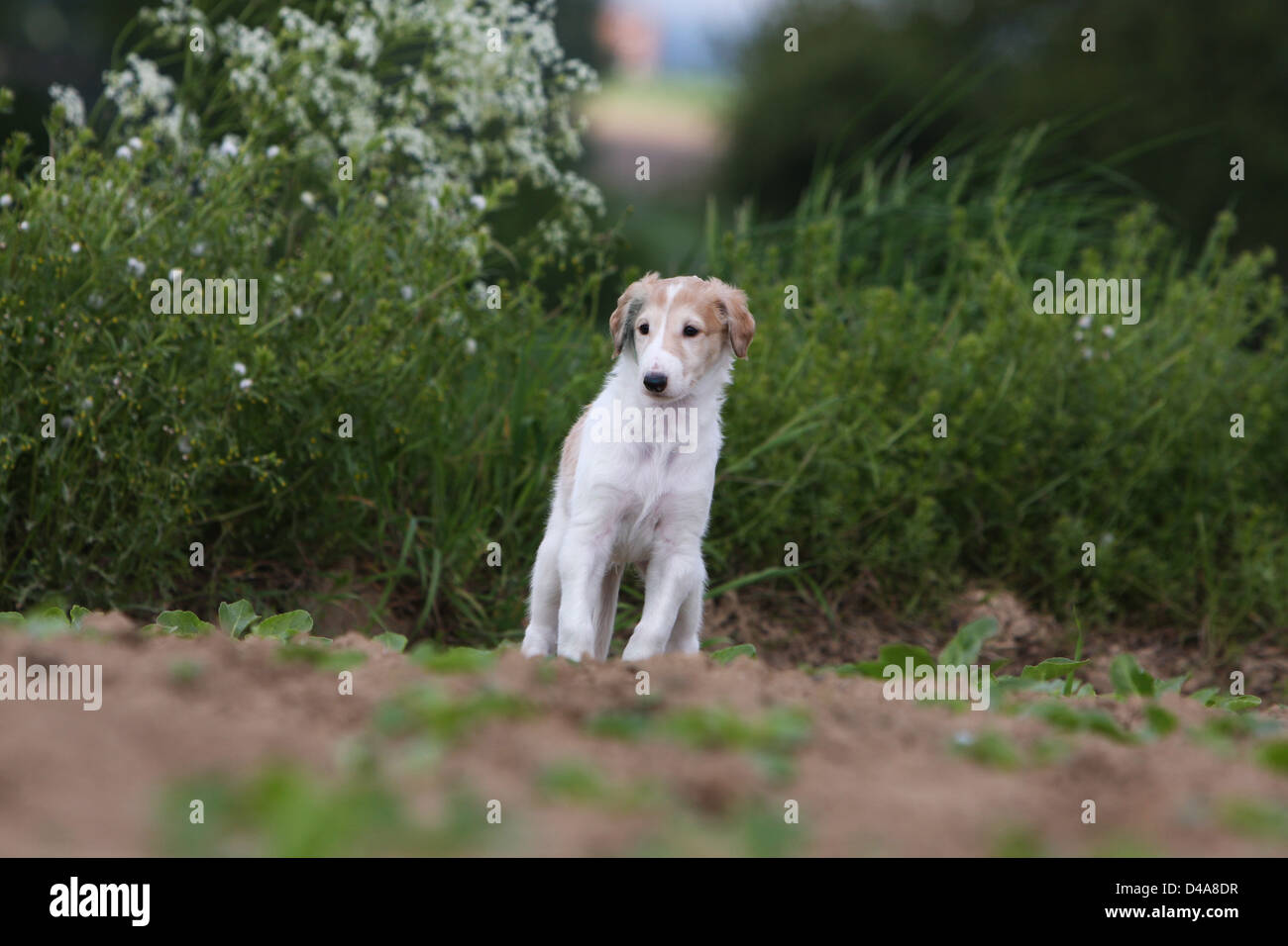 Dog barzoi / Borzoi / Russian wolfhound / Barsoi puppy standing in a ...
