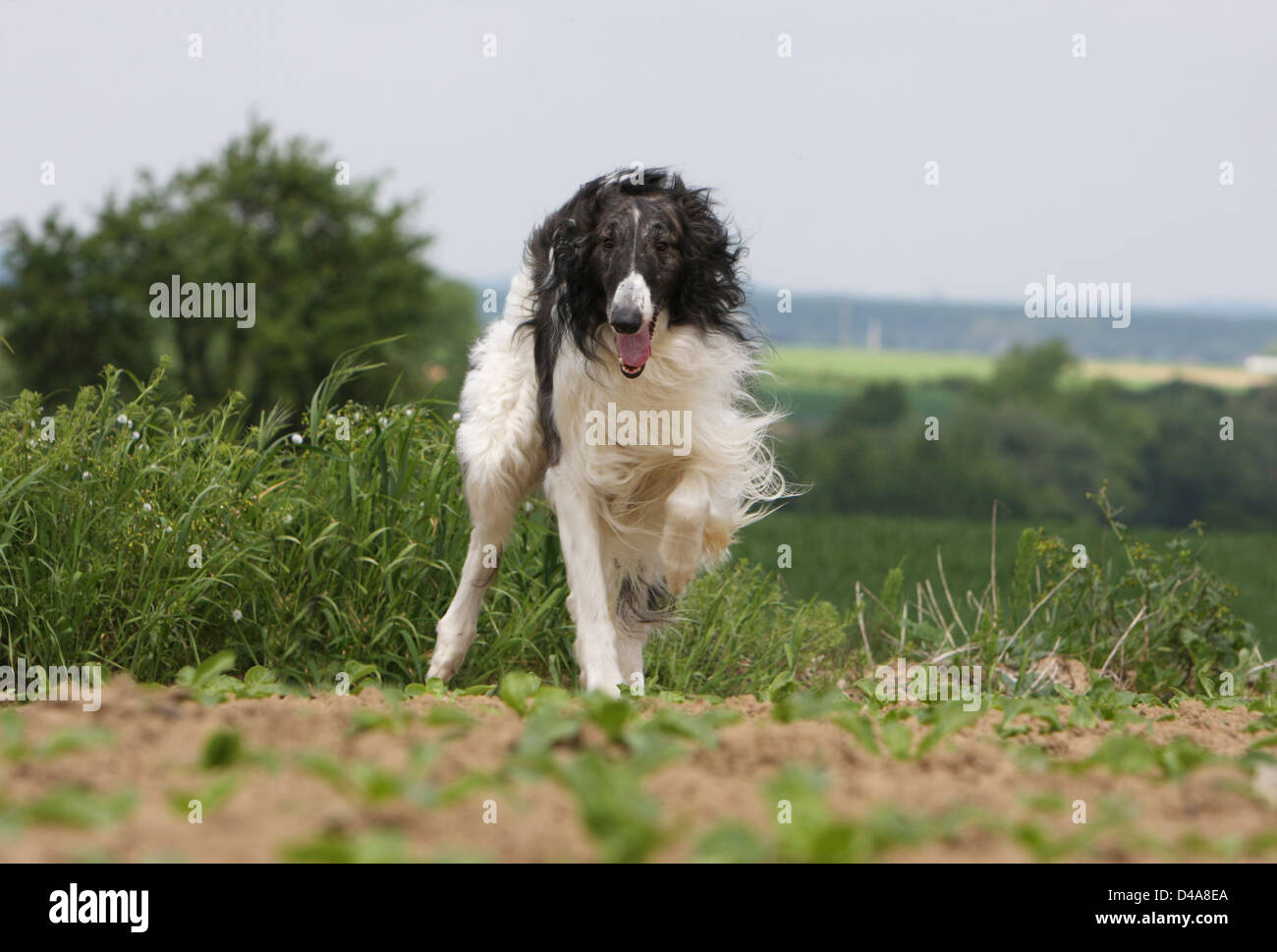 Barzois hi-res stock photography and images - Alamy