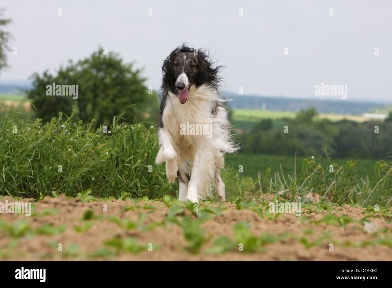 Barzois hi-res stock photography and images - Alamy