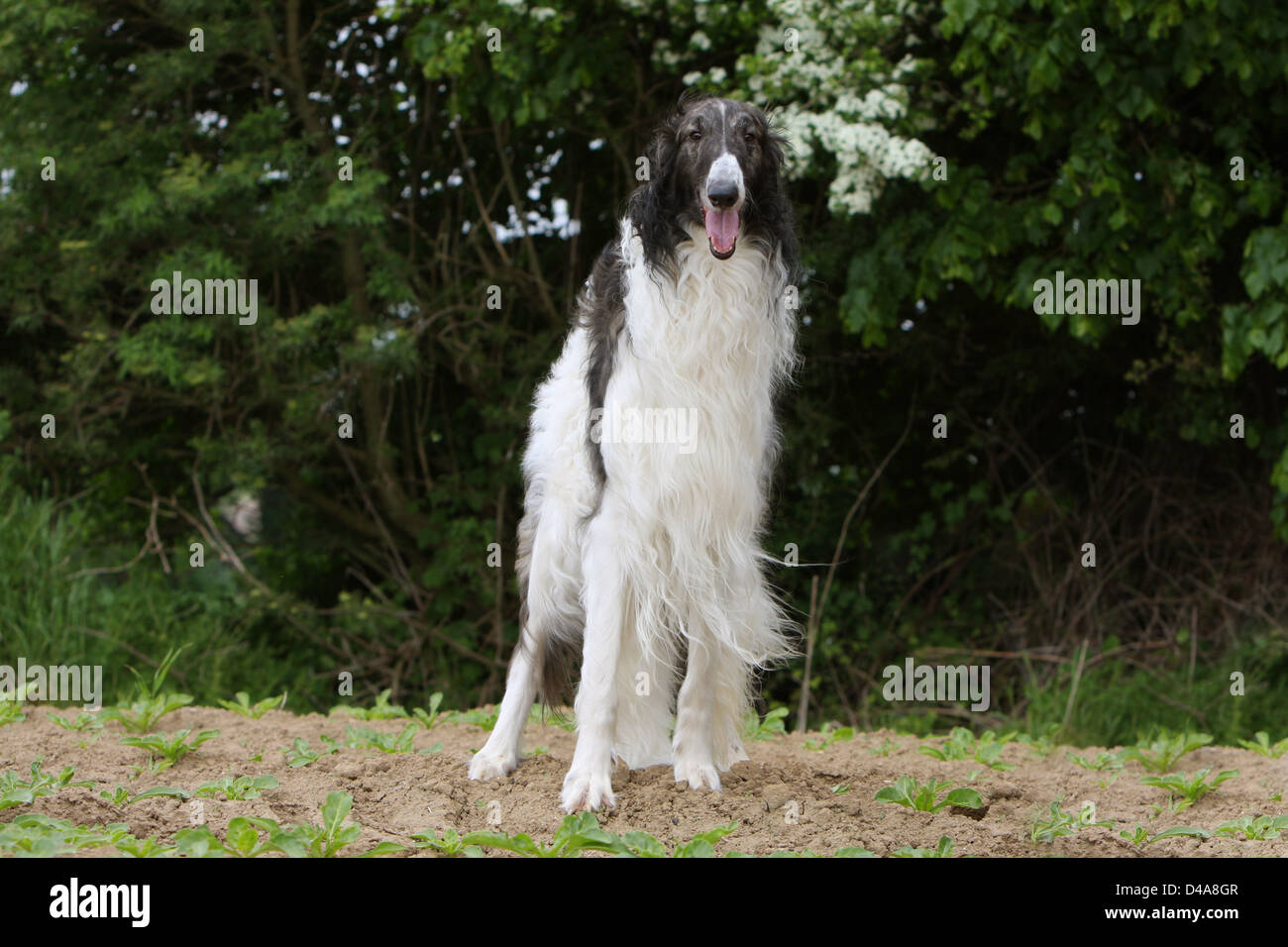Russischer wolfshund hi-res stock photography and images - Alamy