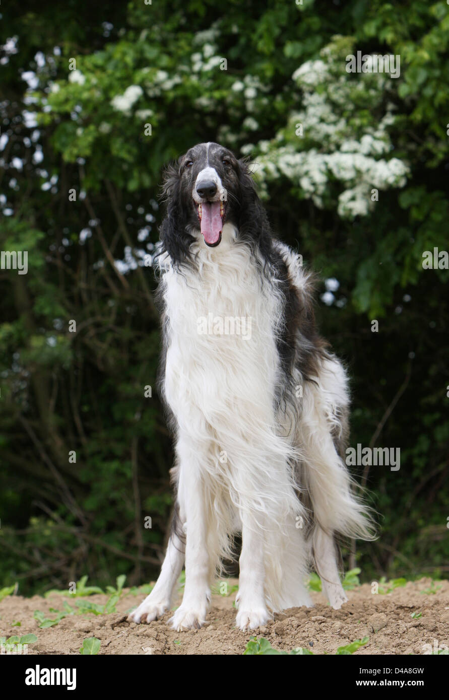 Dog barzoi / Borzoi / Russian wolfhound / Barsoi adult standing in a ...