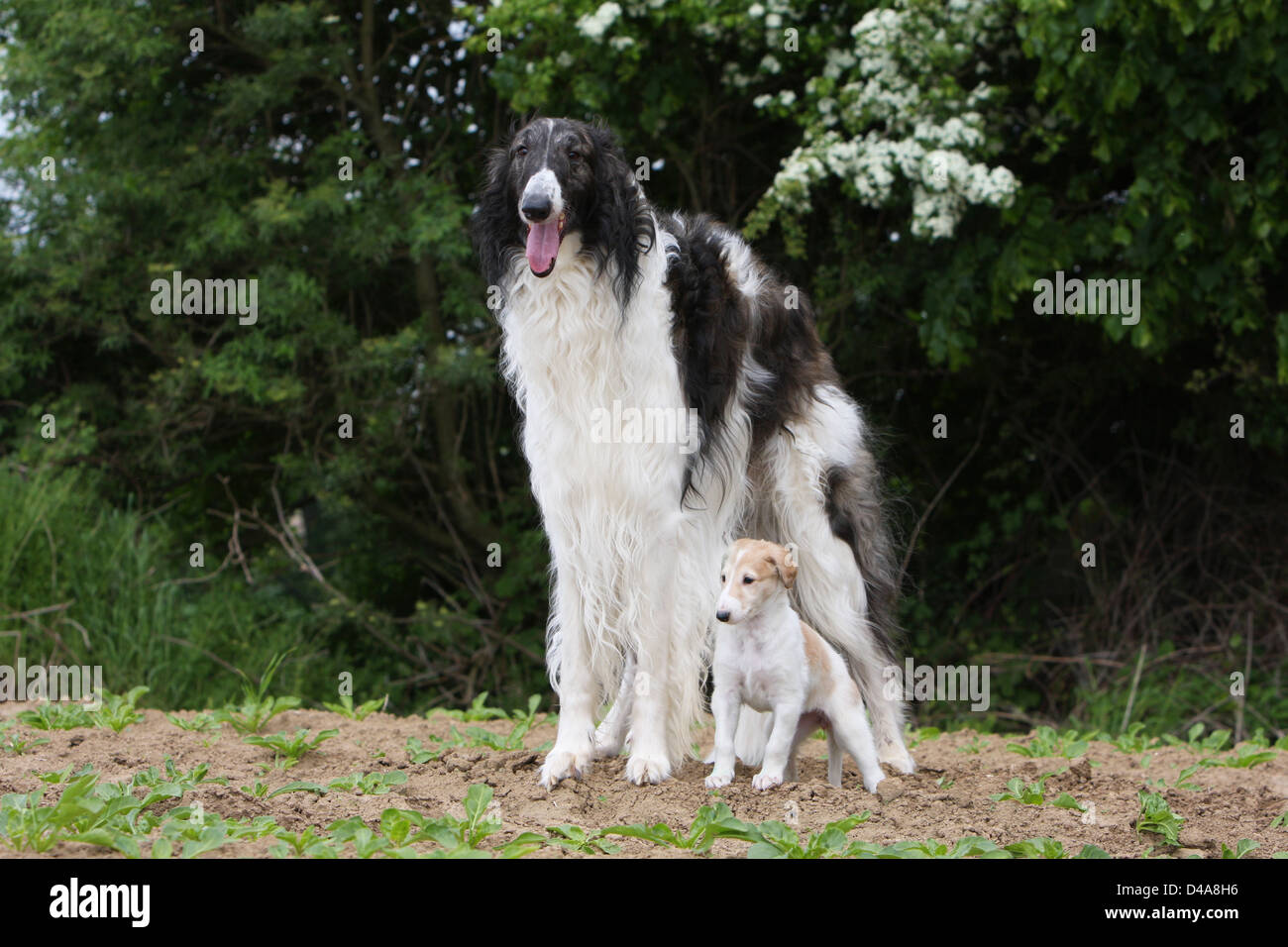 Borzoi puppy hi-res stock photography and images - Alamy