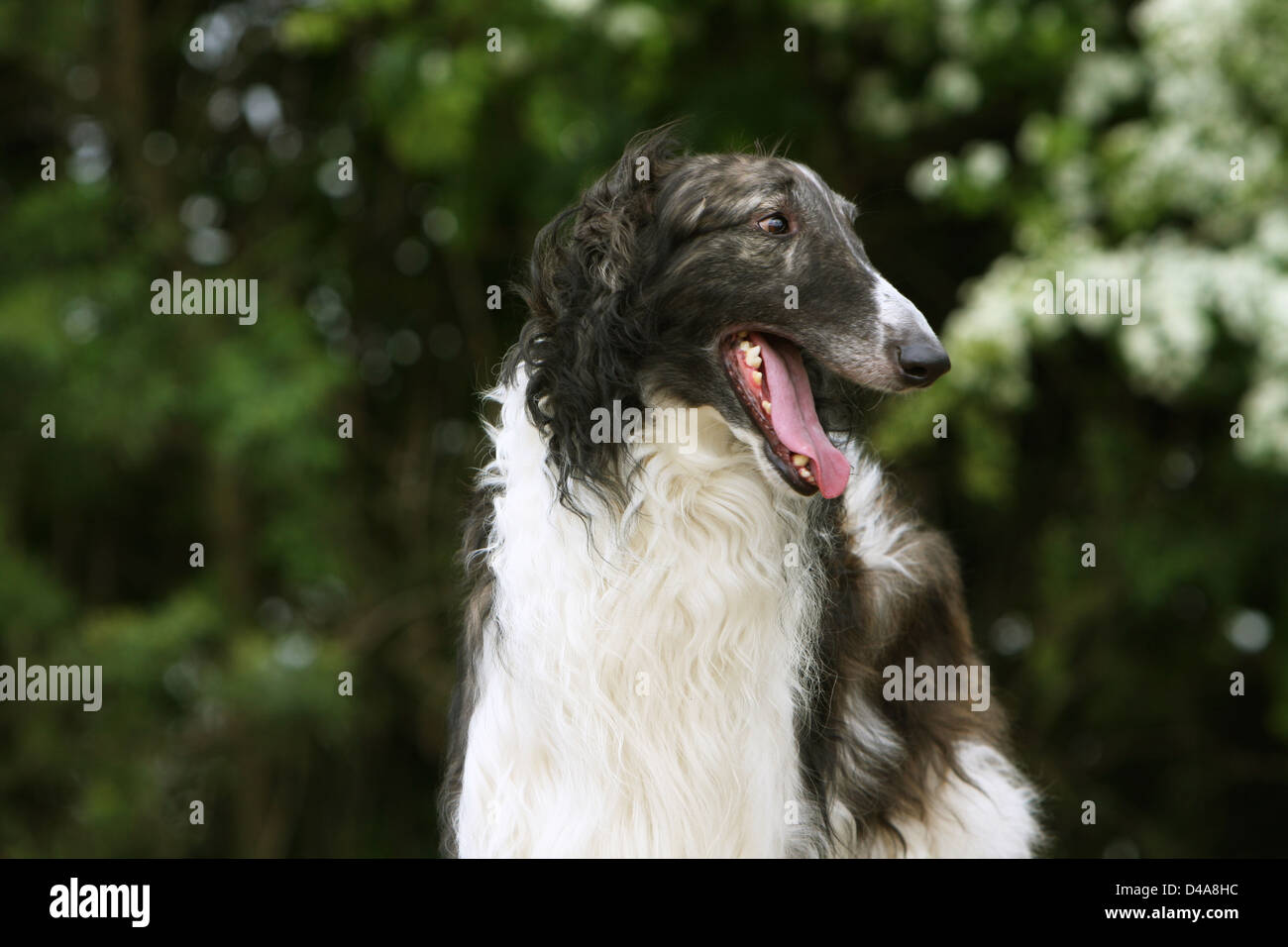 Dog barzoi / Borzoi / Russian wolfhound / Barsoi adult portrait Stock ...