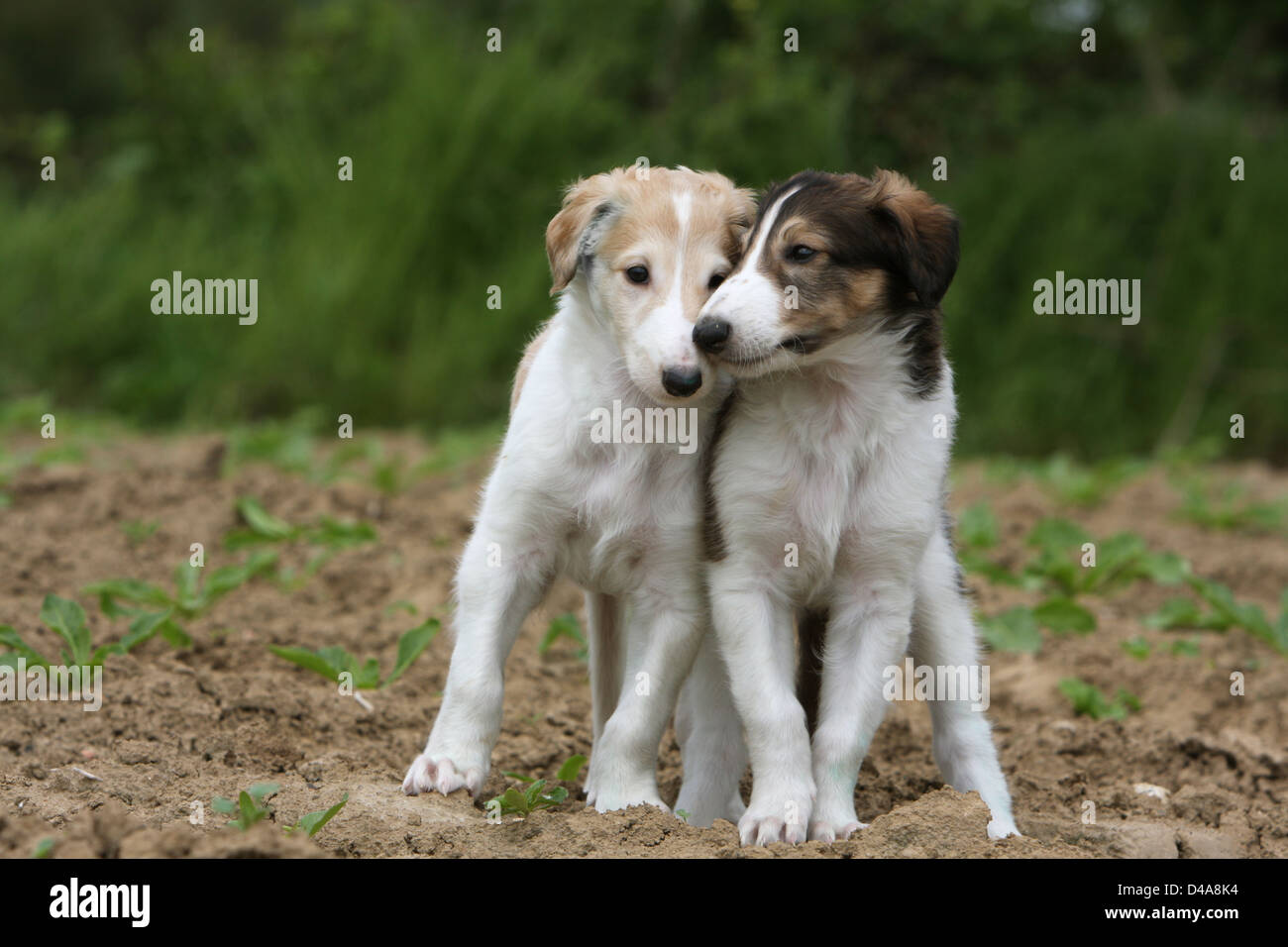 Dog barzoi / Borzoi / Russian wolfhound / Barsoi two puppies standing ...